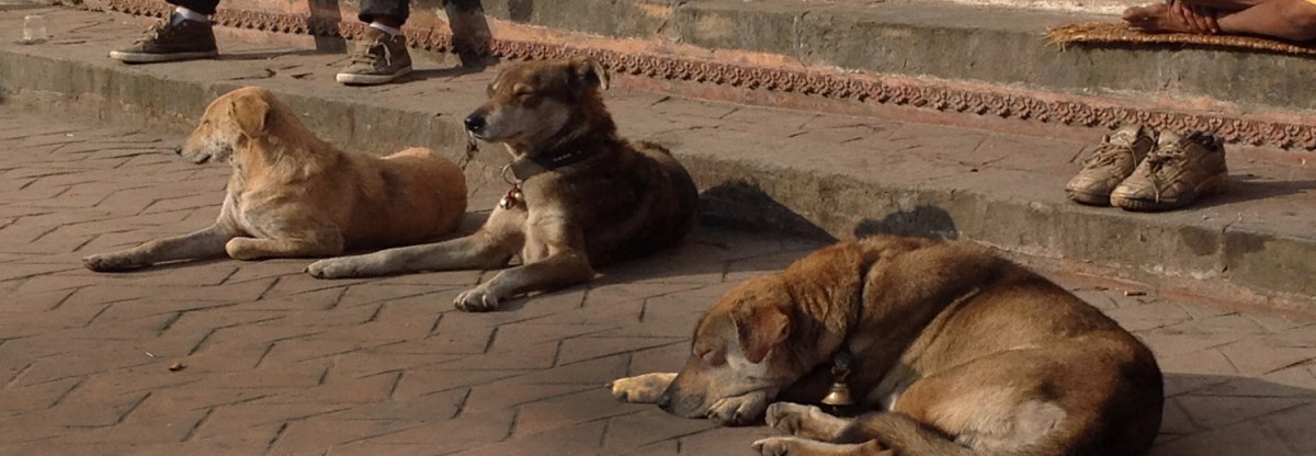 The Right To Roam – Protecting The Street Dogs of Kathmandu | Care Like ...